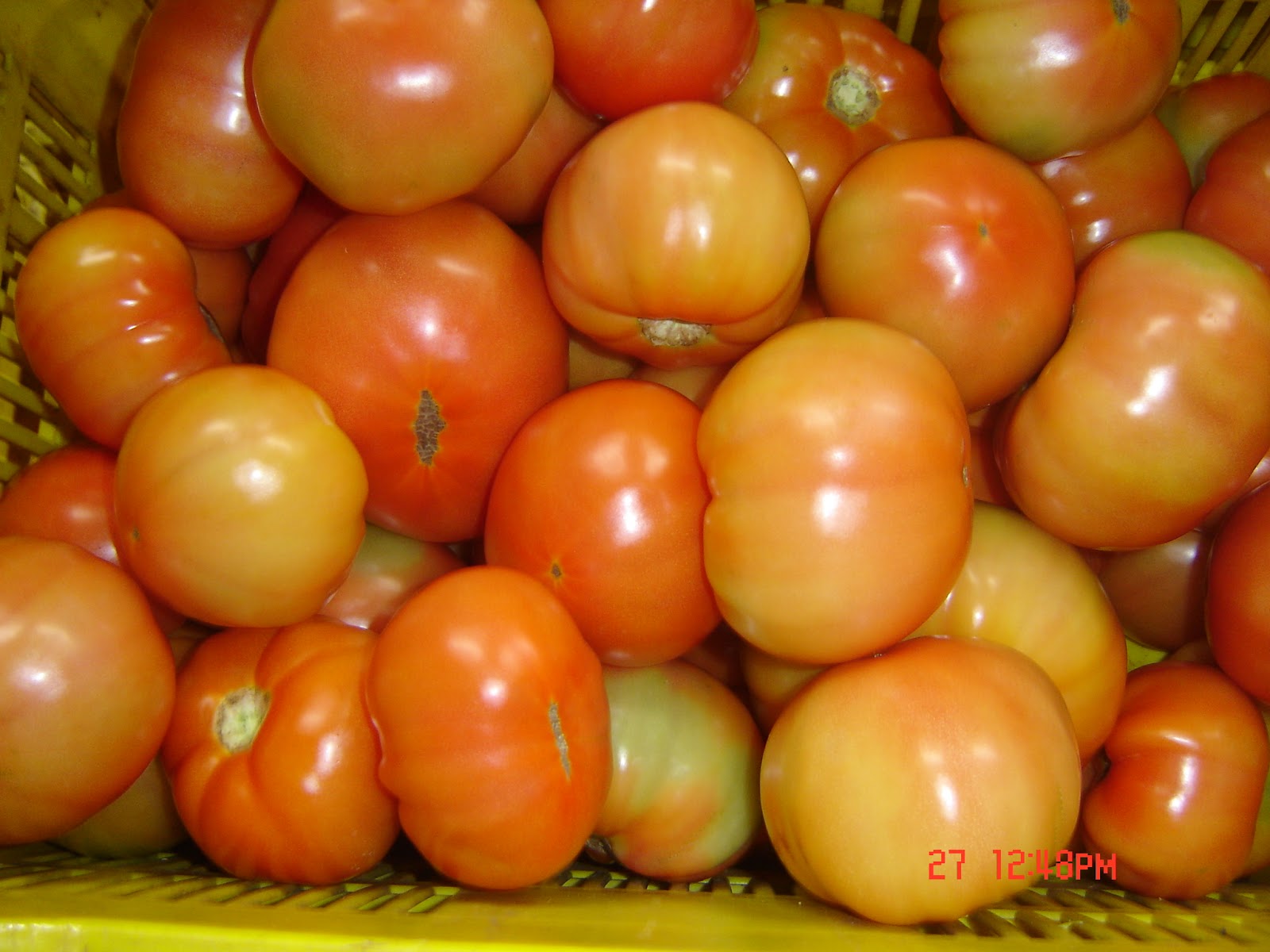 Noti MAG: Venta de tomate en fresco genera cerca de 30 mil millones de ...