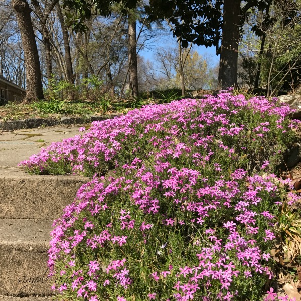 Simple and Serene Living: WHERE DID SPRING GO?