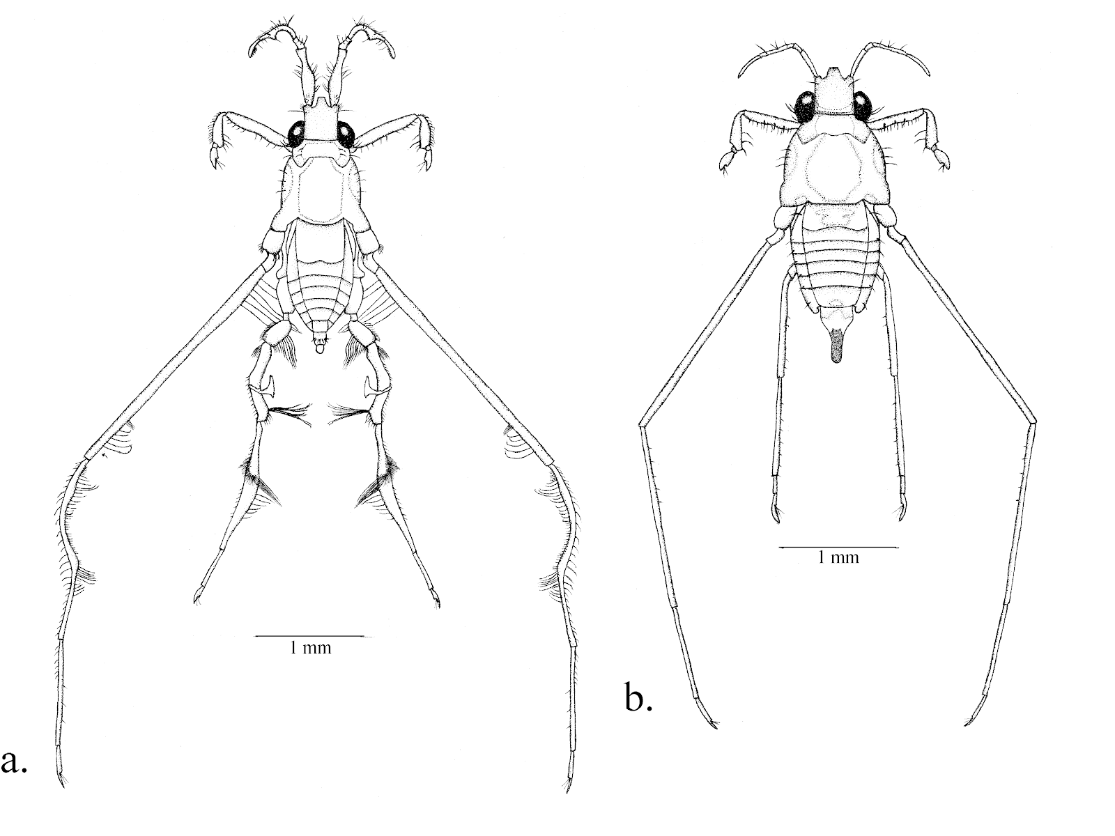 INSECTOS DE P.R. In Memoriam Dr Luis F Martorell y Dr Alain Liogier ,DR ...