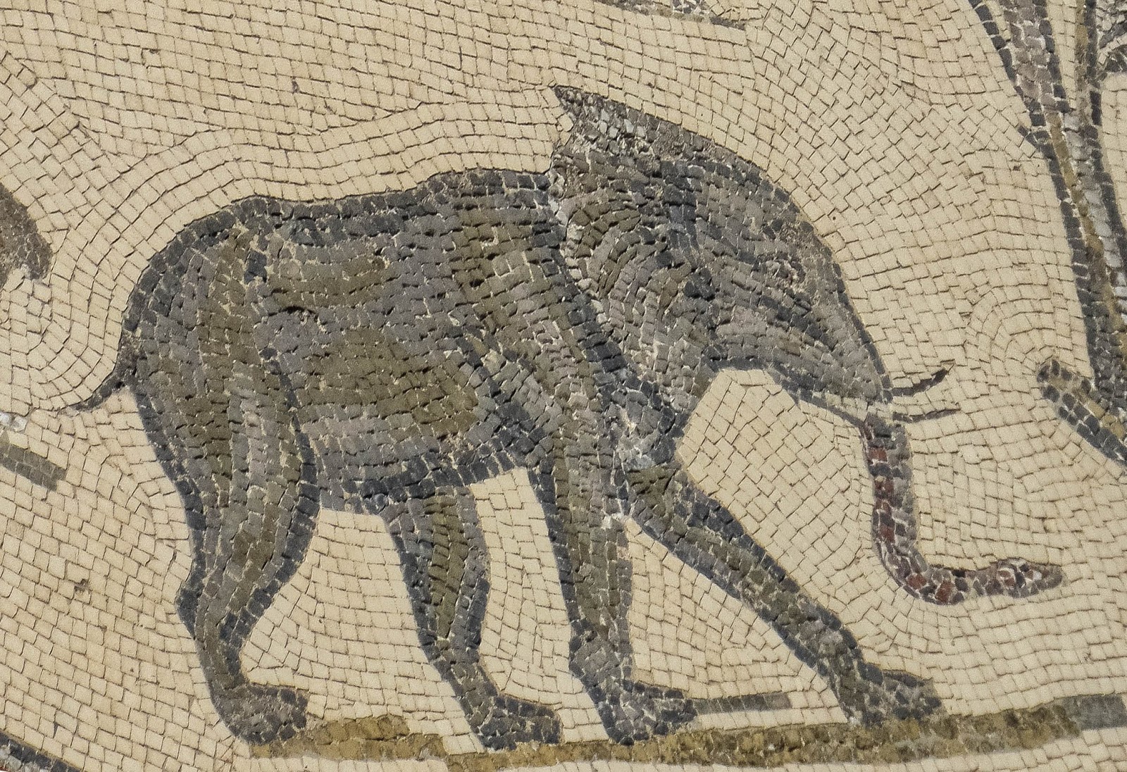 Cannundrums: North African Elephant