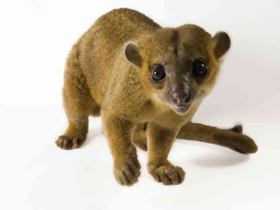 Amanda's BrainWorks: Kinkajou, More Like Kinka-Cute