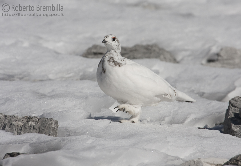 libereali: La Pernice bianca “lecchese”.