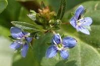 BROOKLIME OR WATER PIMPERNEL - EDIBLE WOUND-HEALER: HEALTH BENEFITS AND ...