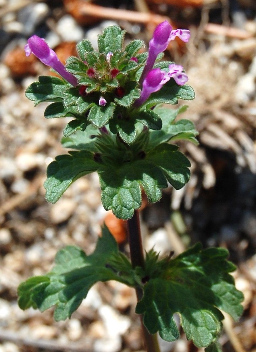 Plantas: Beleza e Diversidade: Chucha-pitos (Lamium amplexicaule)