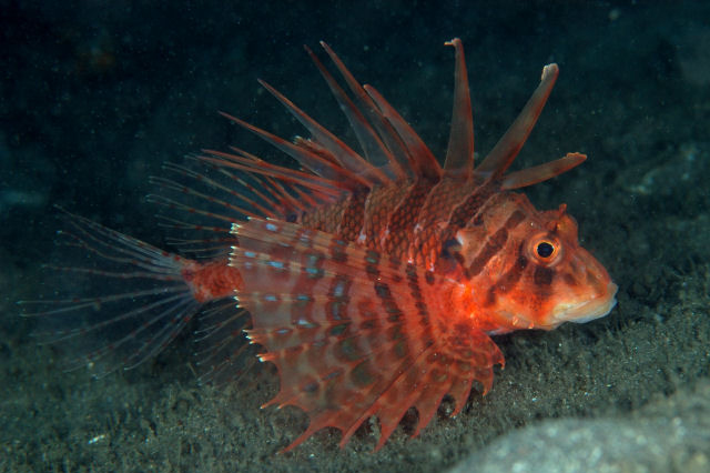 Info animales: PECES DE ROCA Y OTROS