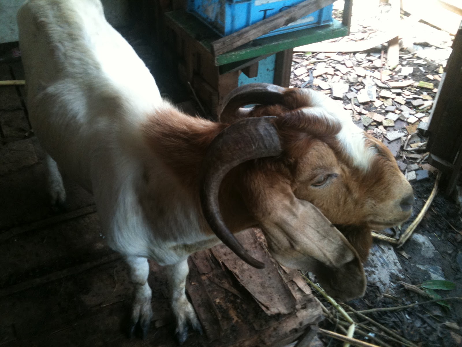 Goodie and Cheapie: Kambing / Goat For Sale Native, Boer and Anglo ...