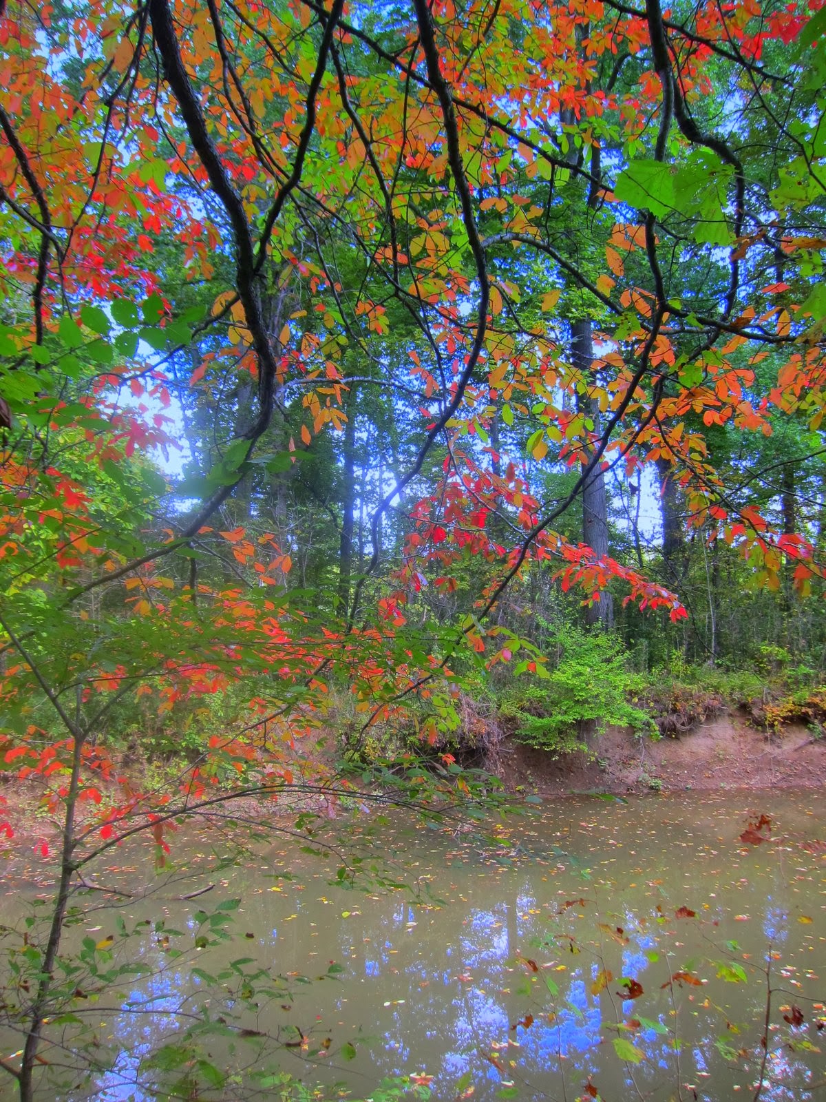 Expeditions by Tricia: ROAD SCHOLAR EXPEDITION TO CACHE RIVER NATURAL AREA