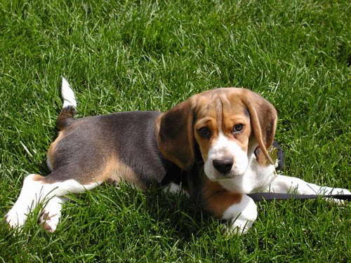 Cães & Cães: Beagle - 02