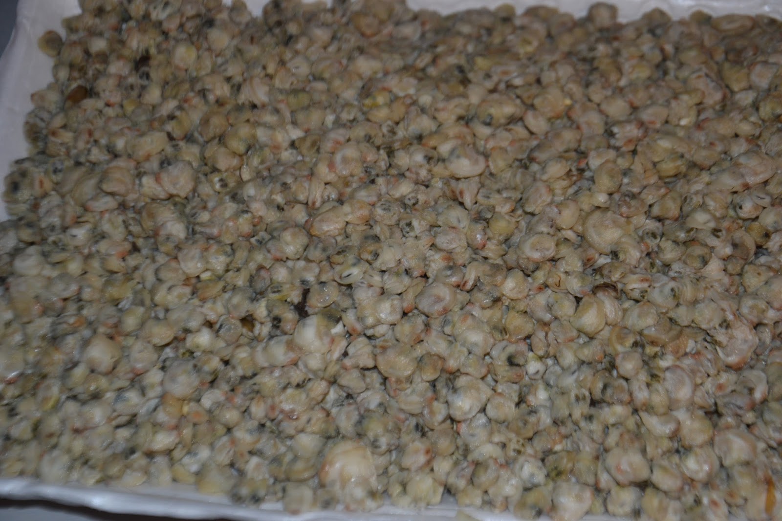 Oppdag Fisk!: Undulatvenusmusling/Undulate Venus Clam/Paphia Undulata ...