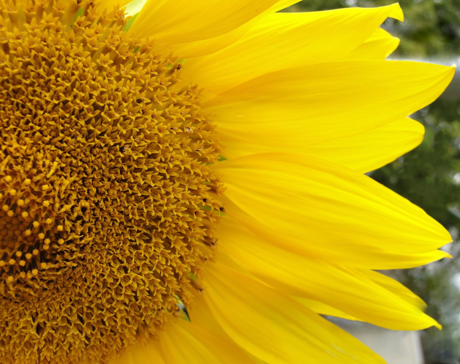 INTO THE VAGUE: September Flowers