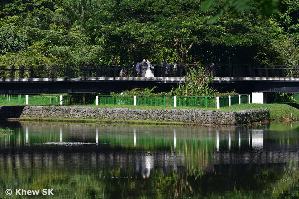 Butterflies of Singapore: Butterfly Photography at Our Local Parks ...