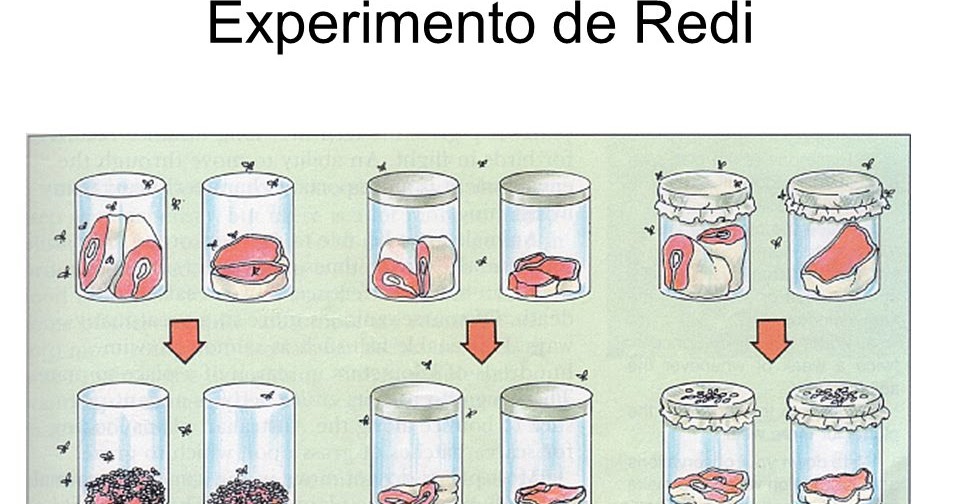GastronomiaCocinaBiologia2016: Experimento de Redi