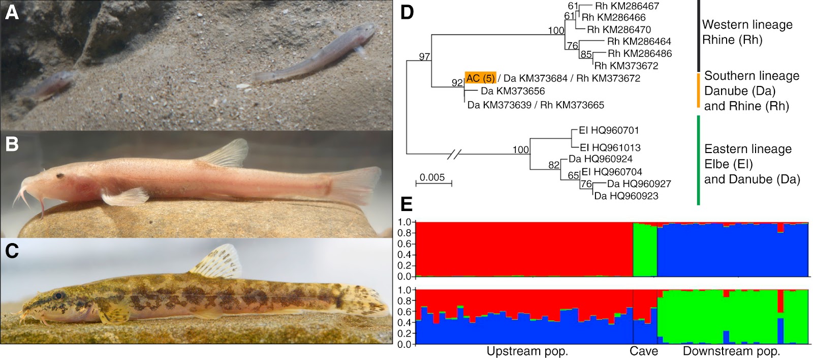 Species New to Science: [Ichthyology • 2017] The First European Cave ...