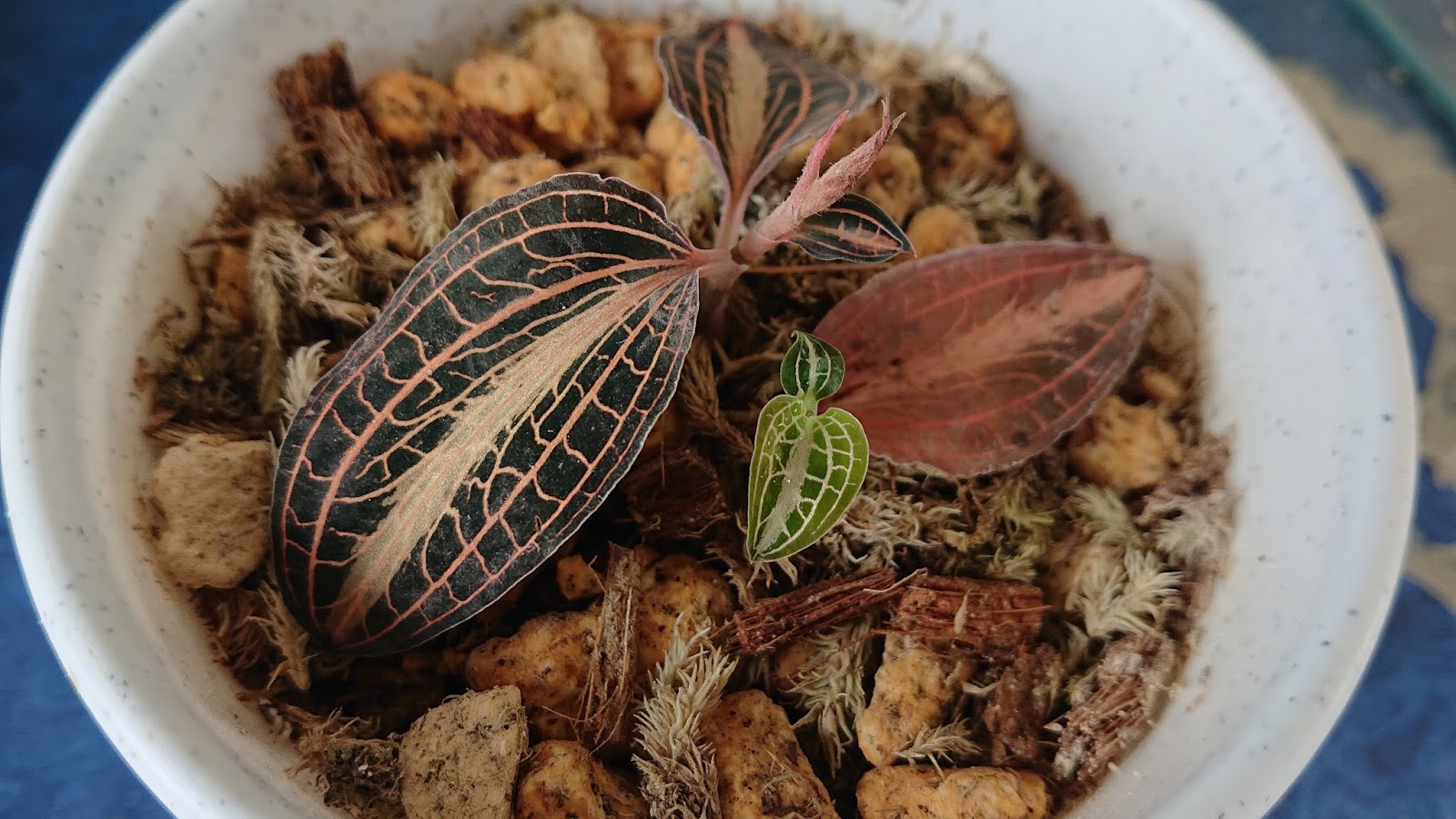 蘭草菴: Anoectochilus albolineatus variegated