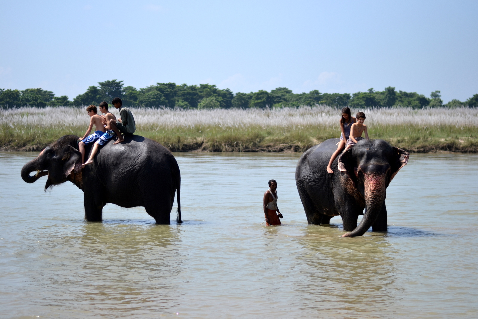les yeux débridés: Y'avait des cro-co-diles...
