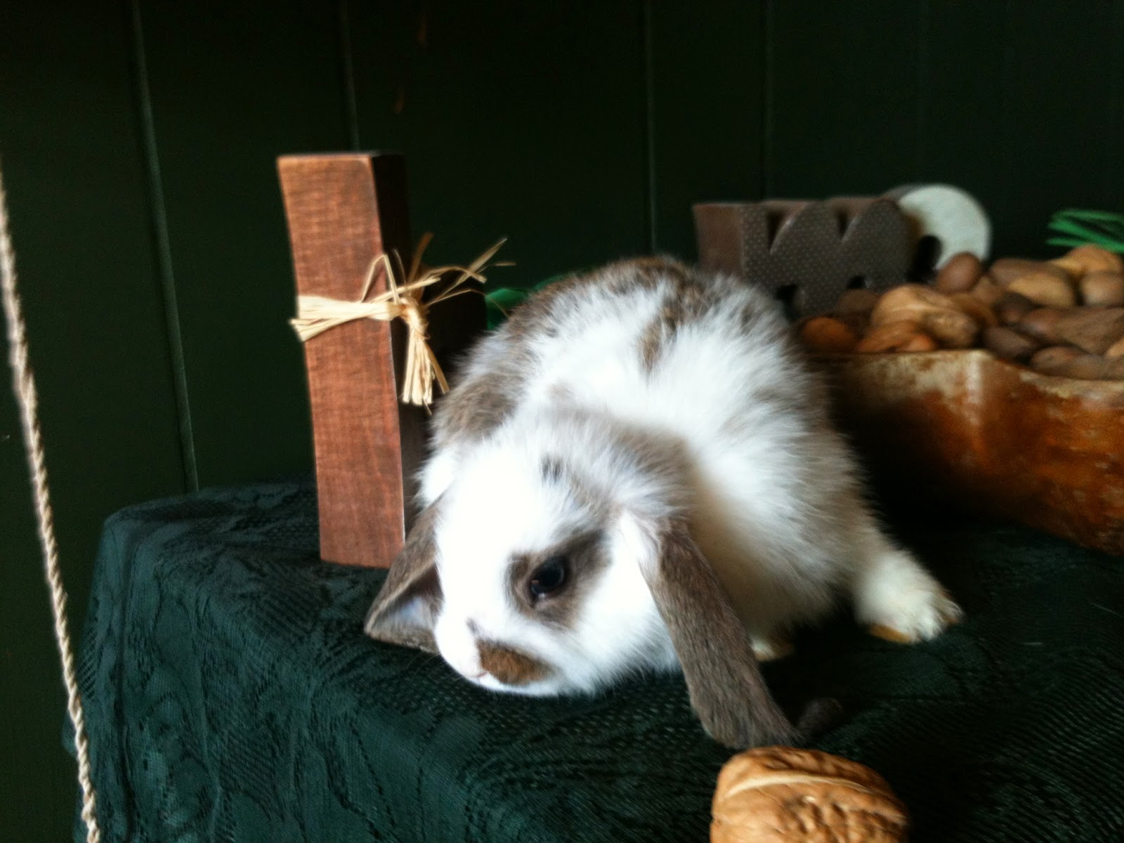 Brown Mini Lop Rabbits