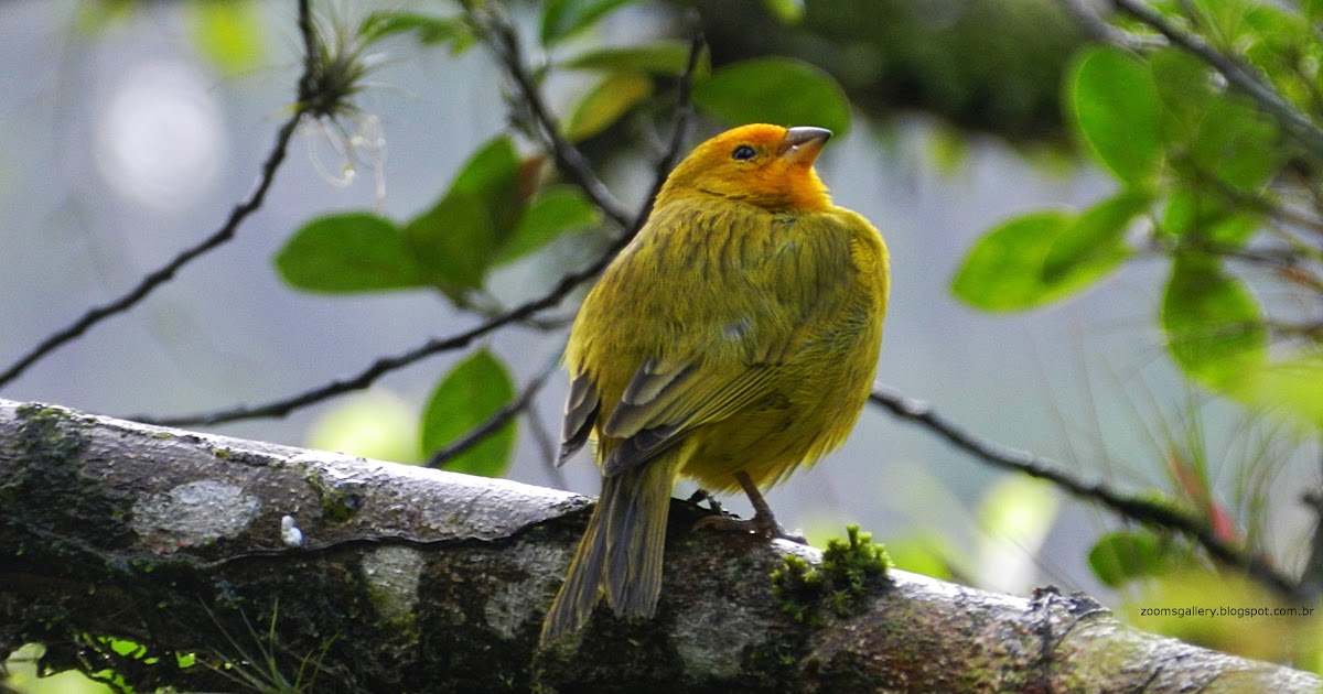 Zooms Gallery: Canário