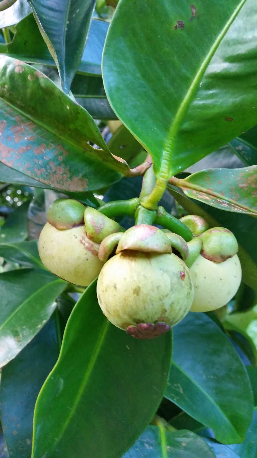 Warisan Petani: Buah Manggis