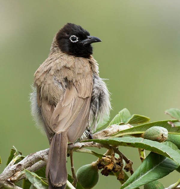 Yoav Perlman - birding, science, conservation, photography: Where have ...