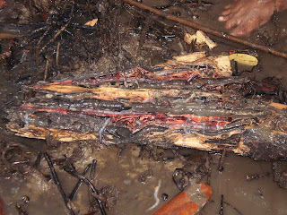 Fábio Romero... Turismólogo e Amazonida!: Curiosidades da Amazônia: Turu!
