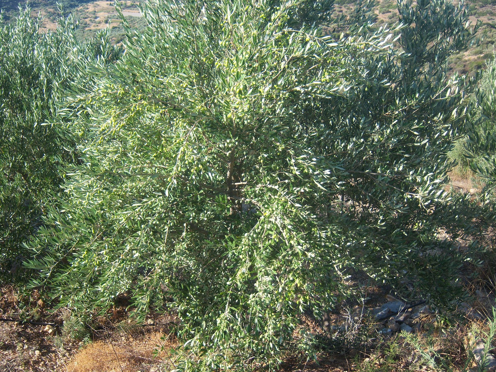 ελιά & λάδι: το χρονολόγιο του ελαιοκαλλιεργητή