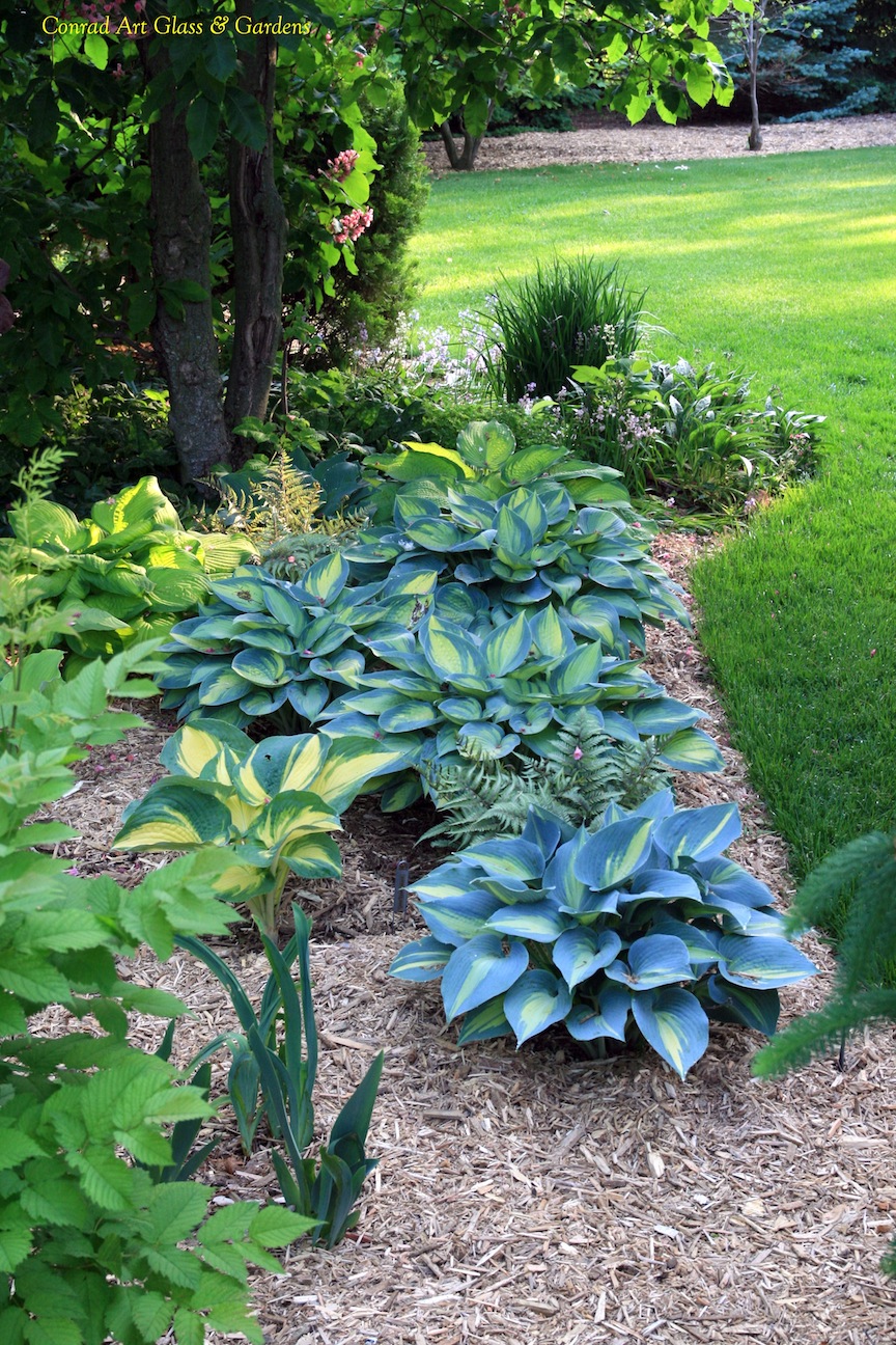 Conrad Art Glass & Gardens: Hostas