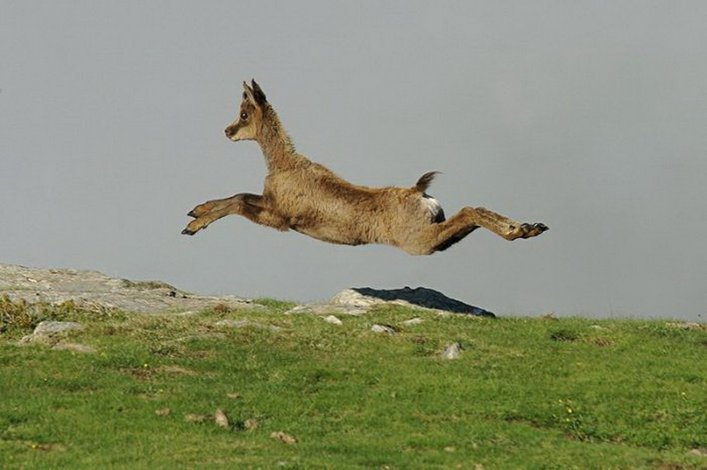 super fast deer walls imagesnewxpwallpapers | newxpwallpaper