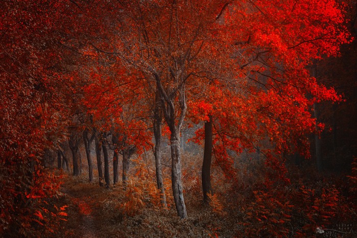 Ildiko Neer ~ Dreamland | Tutt'Art@ | Pittura * Scultura * Poesia * Musica