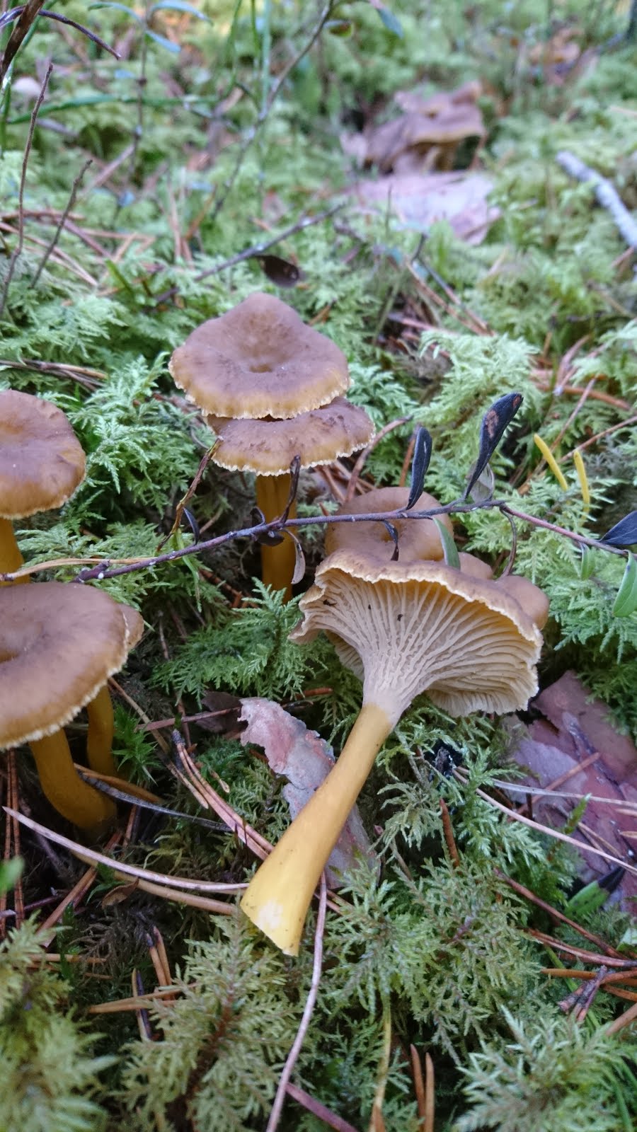 päikesetoit: Päikesega metsas - seened oktoobris.