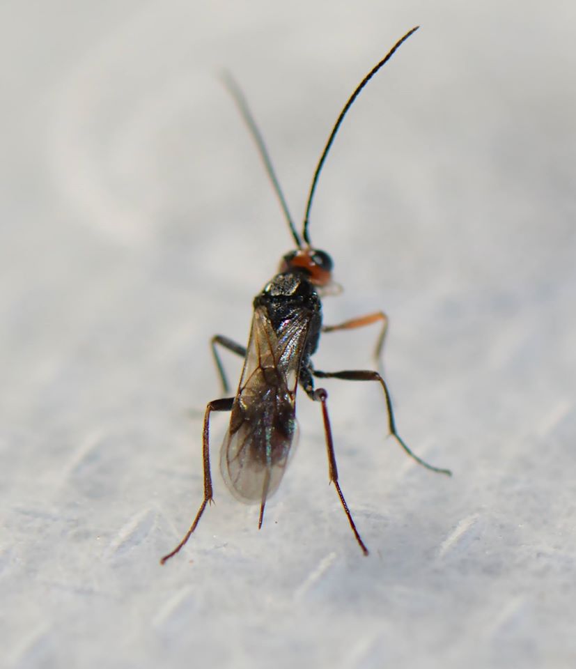 Bug Eric: "Zombie Ladybugs"