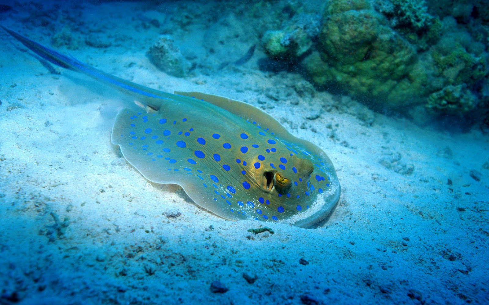 Ikan Dasar Laut 2 - dam Background