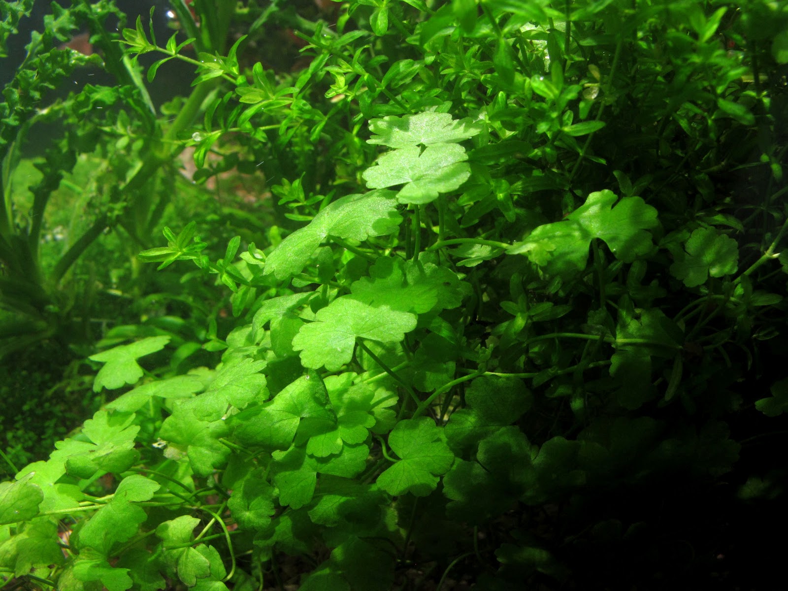 Mas plantas ~ Acuario Batuke