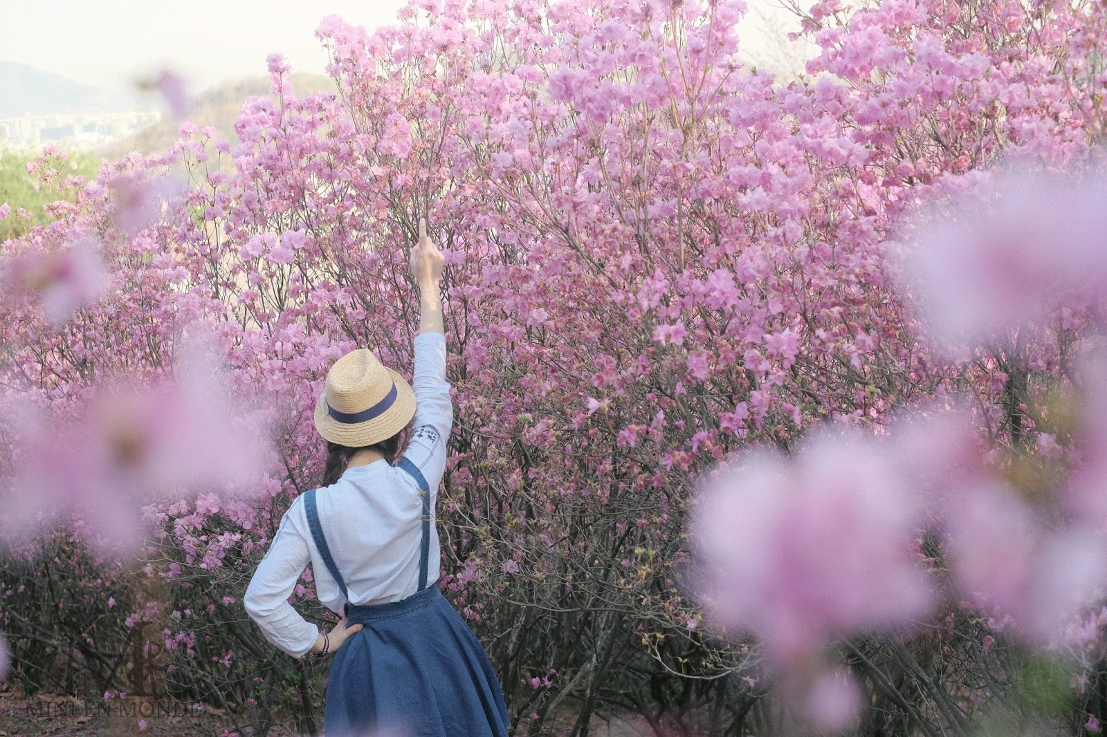 Bucheon Wonmisan Azalea Festival - 원미산 진달래 축제 - Mini en Monde