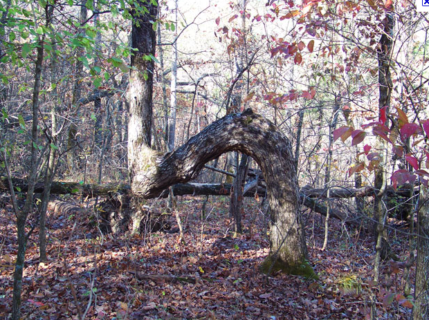 Trout Journeys: Ever Heard of a Thong Tree