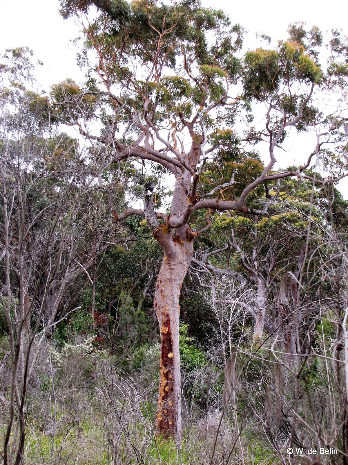 Sydney's Wildflowers and Native Plants: Angophora costata - Sydney Red ...