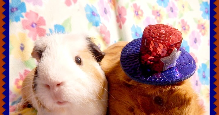 Carma Poodale : WW- Wee Cute!