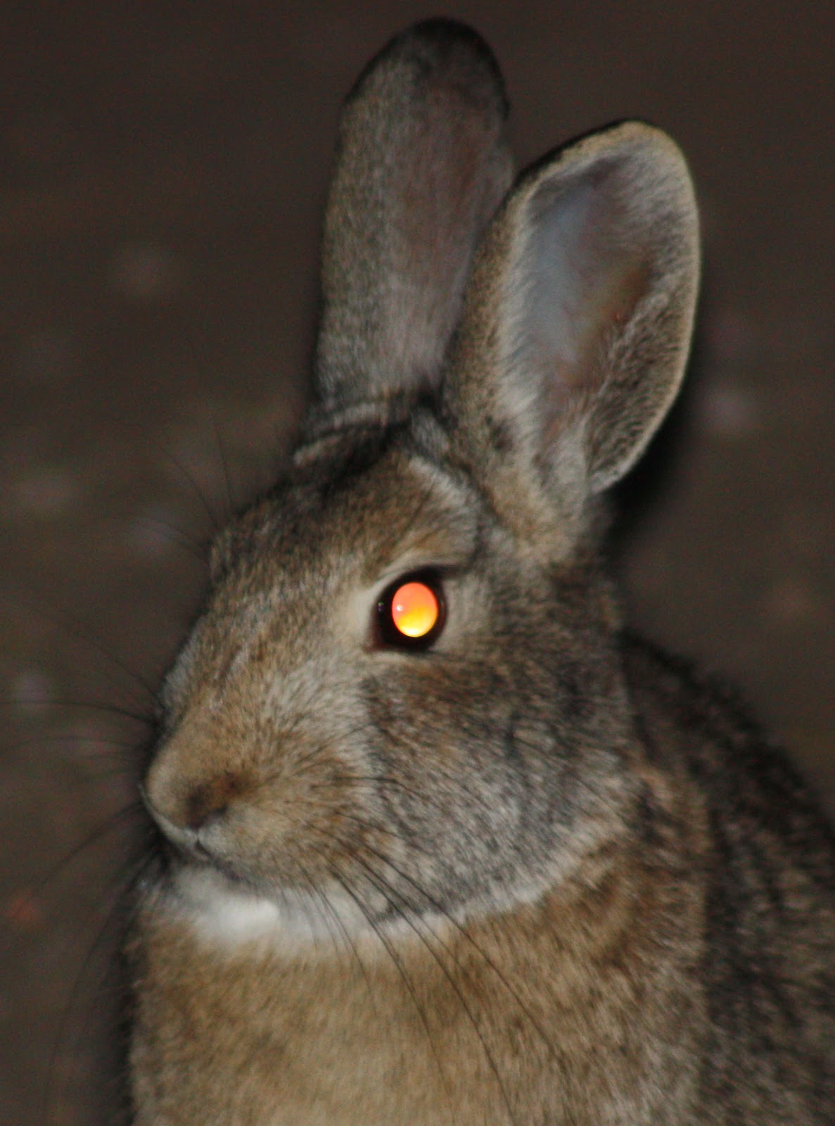 An Unfittie's Guide to Adventurous Travel: SkyWatch Friday: rabbit with ...