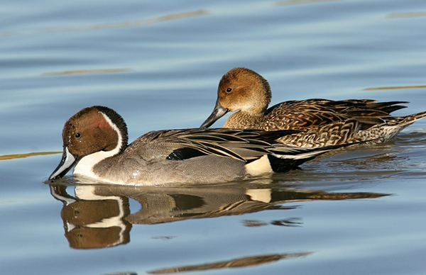 Hamparan Seni: Itik Mandarin