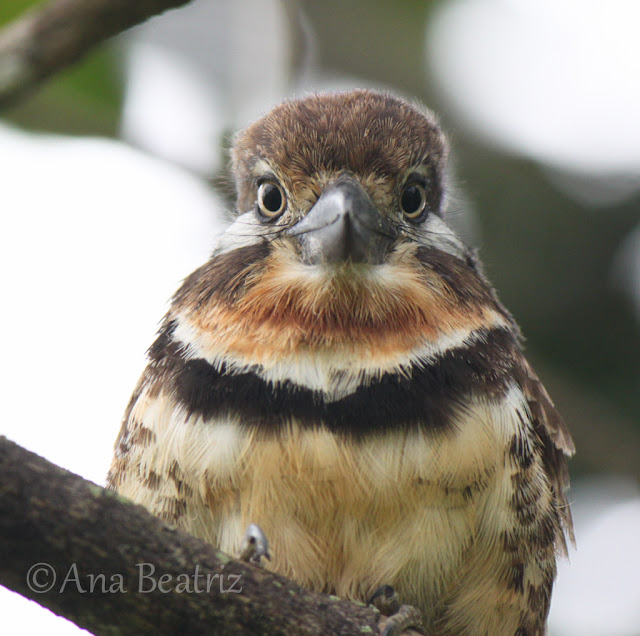Aventura fotográfica: Bobito punteado, Coludo, Tol o Buco bobito ...