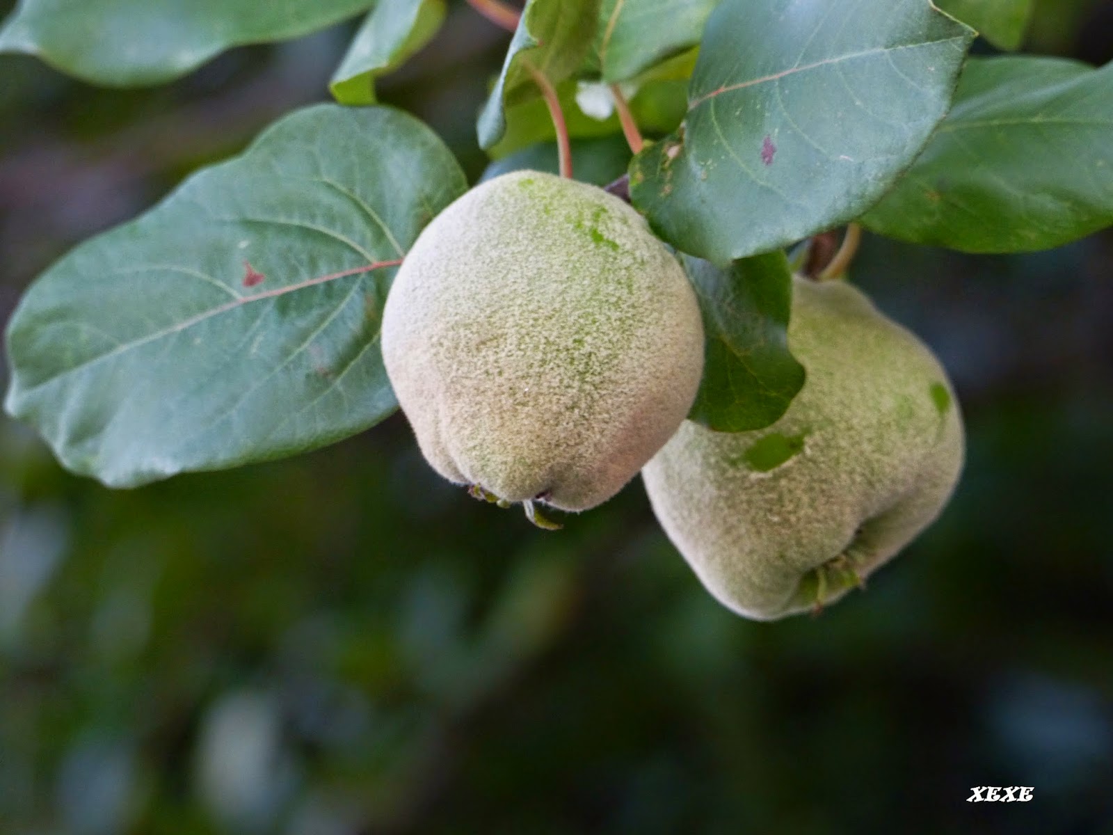 SIRIGANGA: O MARMELO