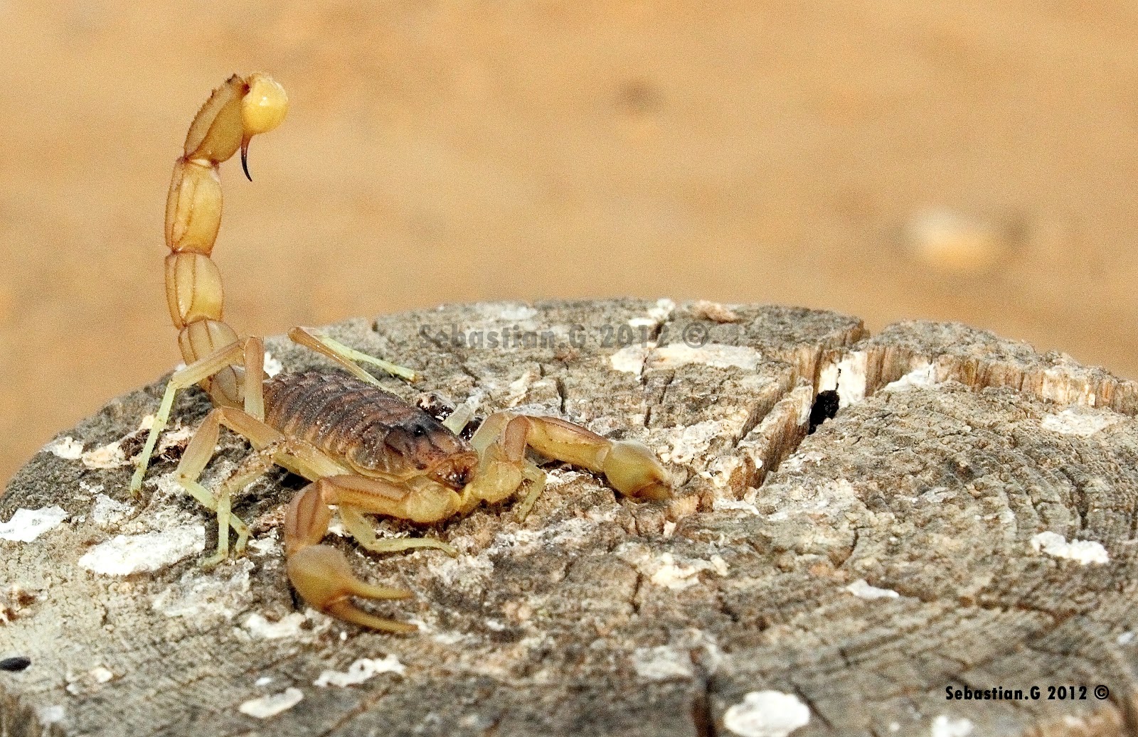 Sebastián Gómez Ramírez : Escorpión amarillo (Buthus occitanus)