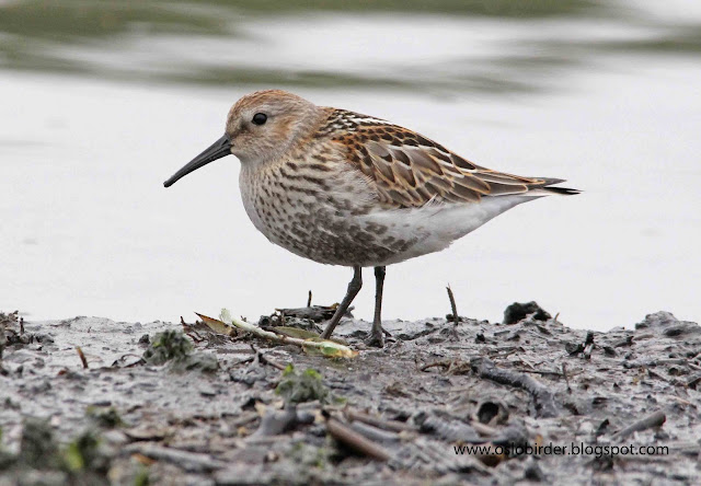 Dunlin | Focusing on Wildlife