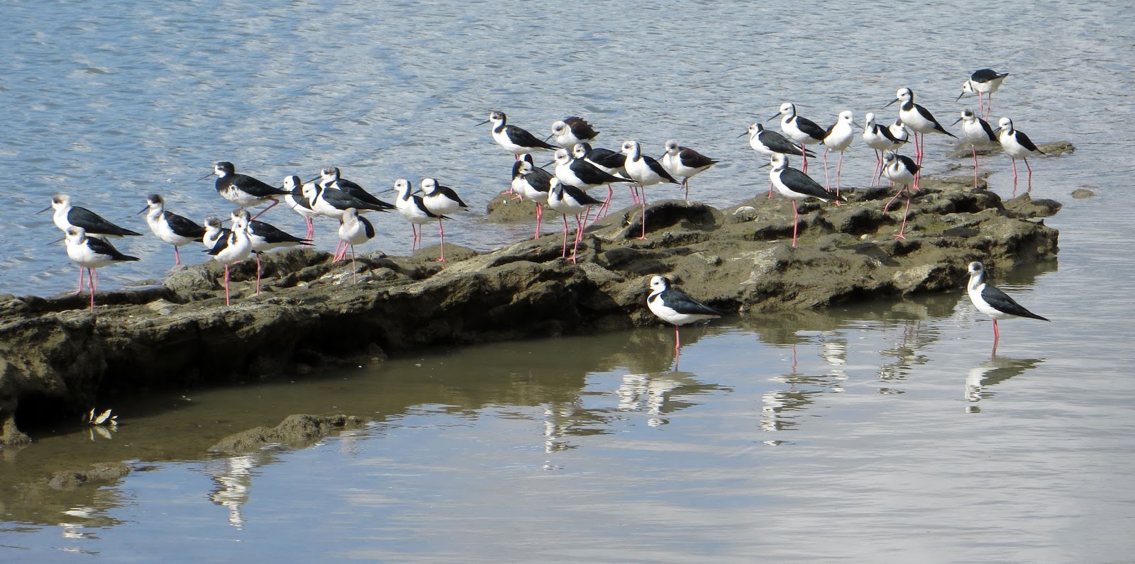 sconzani: Auckland walks: Panmure Basin