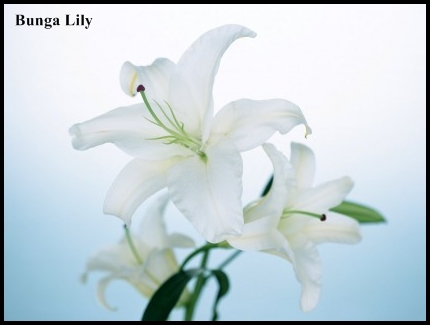 Morfologi Bunga Lily - Lely Chusna