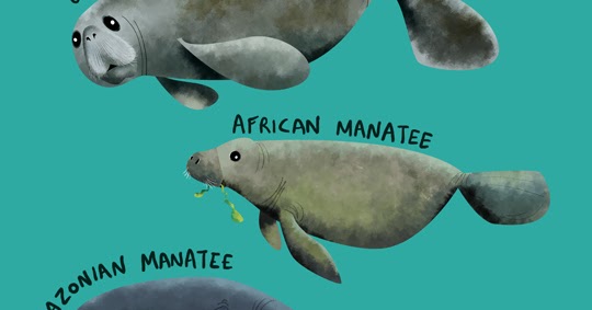 Green Humour: Sirenians of the World