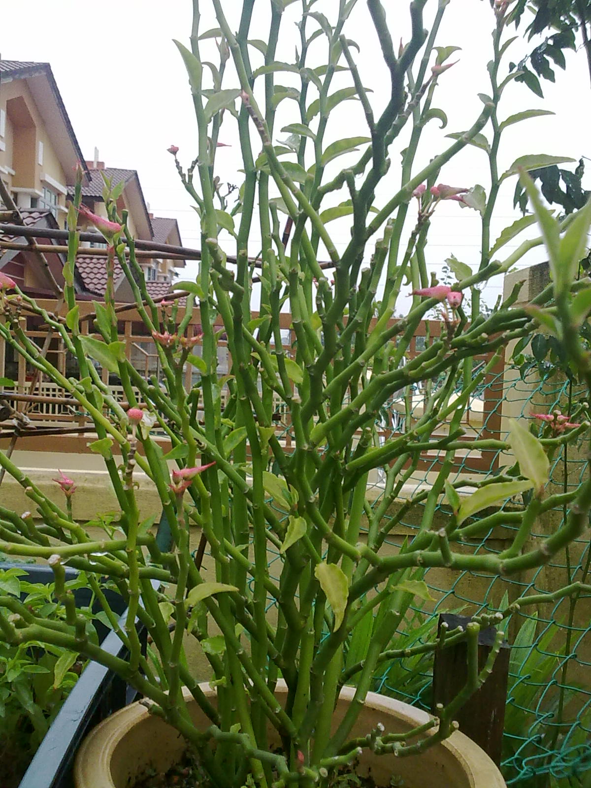 Manfaatkan masa menghasilkan kemanfaatan: Lilipan zig zag