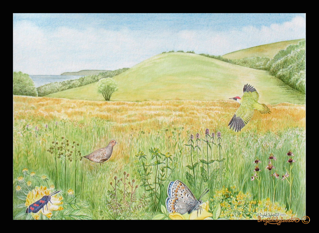 Ingrid Sylvestre Interpretive Panel Illustration