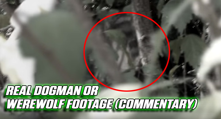 The Crypto Blast: ParaBreakdown: Real Dogman Or Werewolf Footage ...