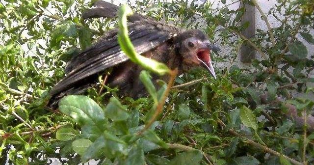 Alimentación de Quiscal o Zanate (Quiscalus mexicanus)