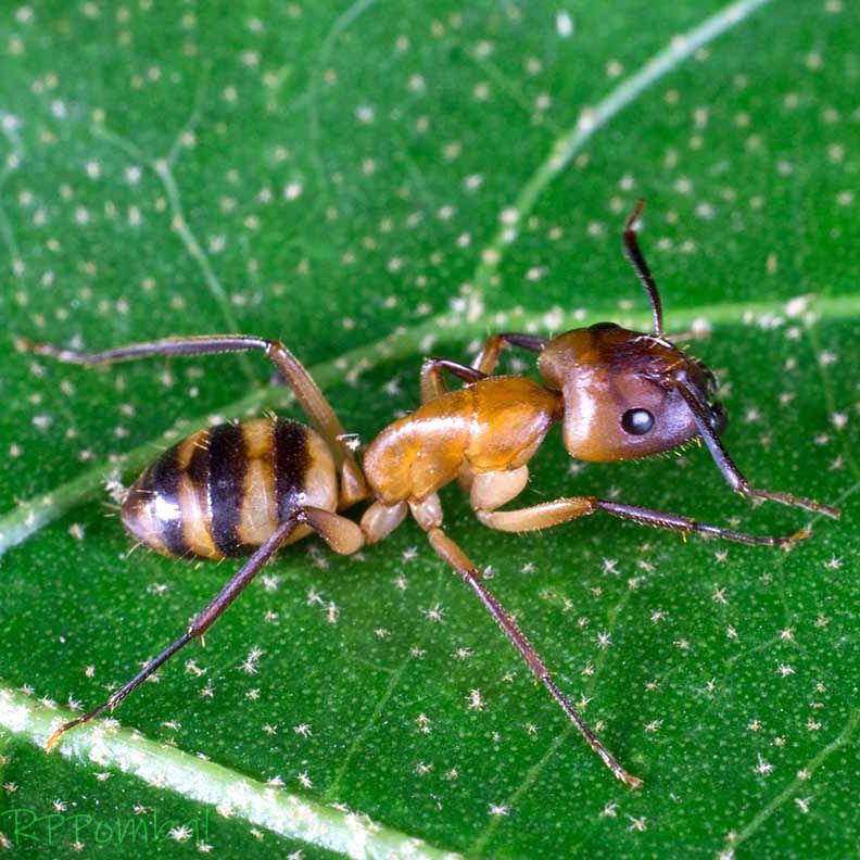 Insetologia - Identificação de insetos: Formiga Camponotus